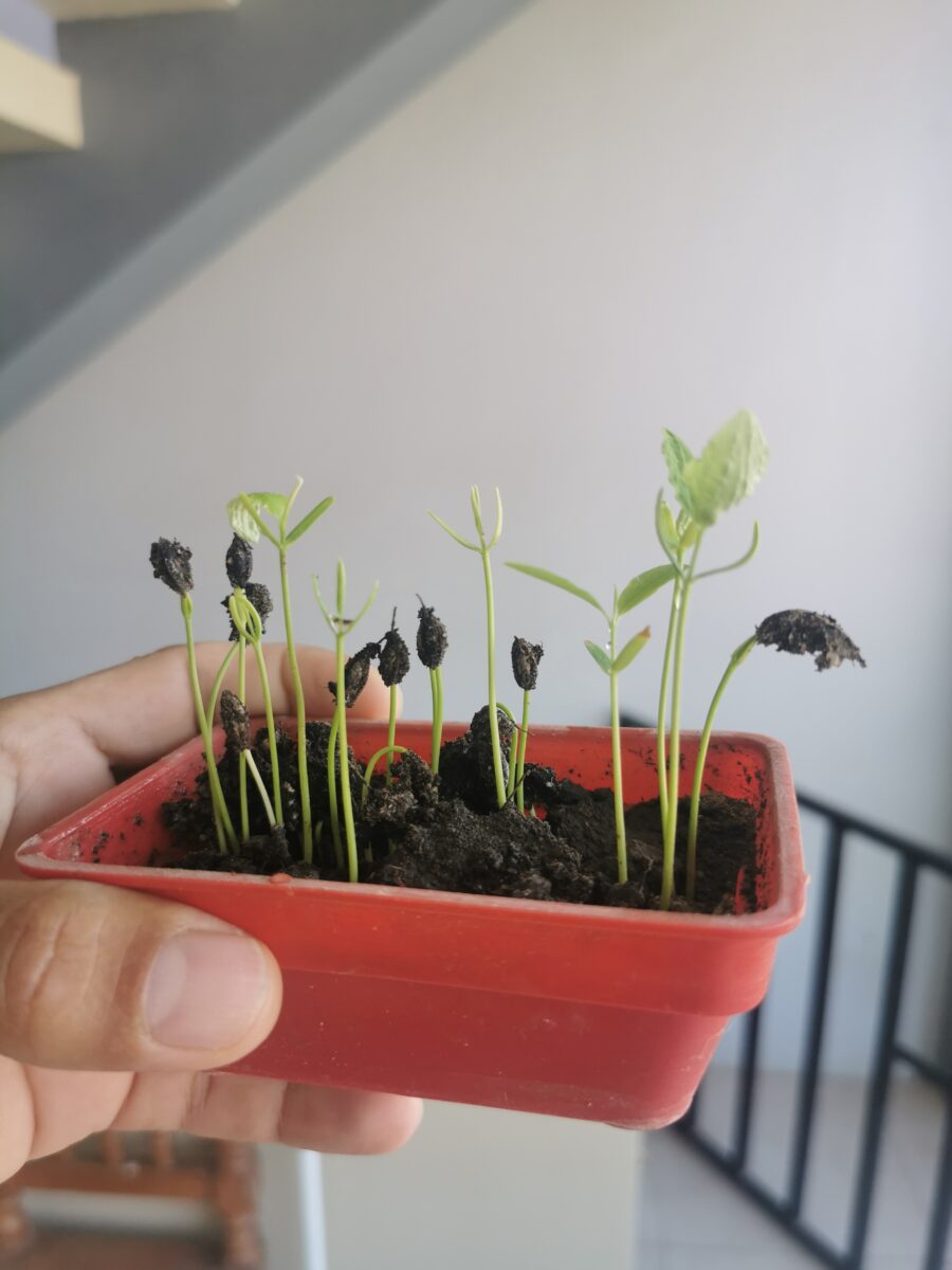 How to Grow Coca Seeds at Home Naturally | Step-by-Step Guide