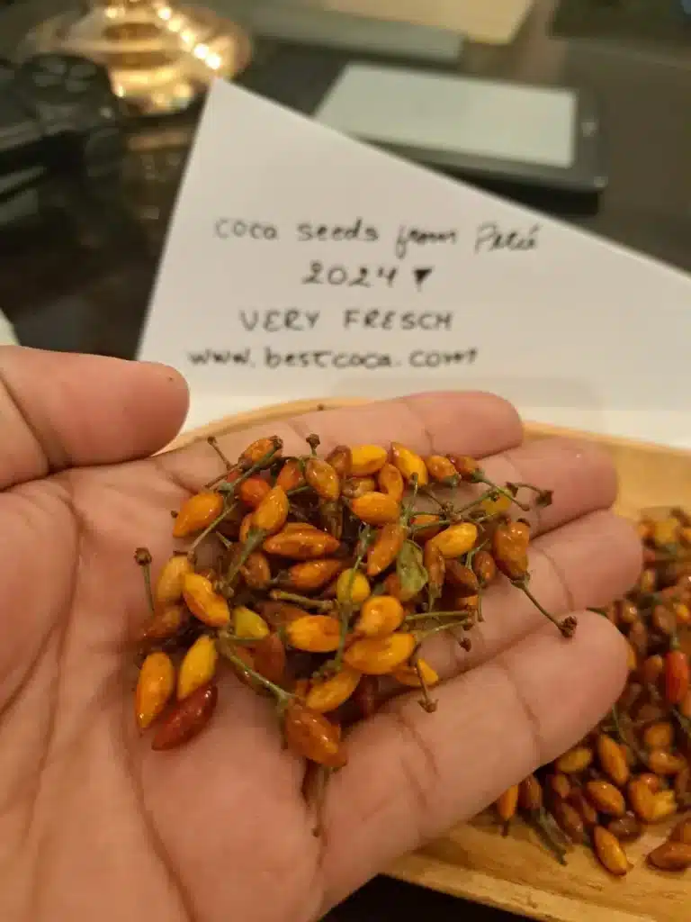 Erythroxylum Coca Plant Seeds | BestCoca