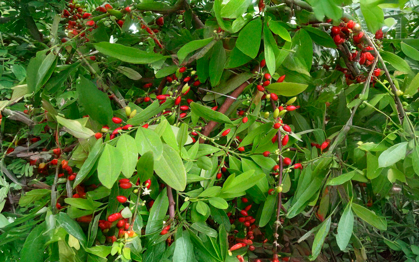Pests and Diseases of the Coca Plant: Prevention and Care