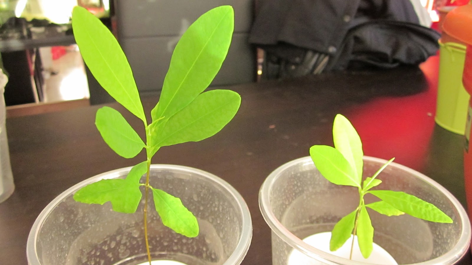 Coca seeds for sale (order) from Peru - BestCoca