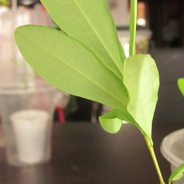 Coca seeds for sale (order) from Peru - BestCoca