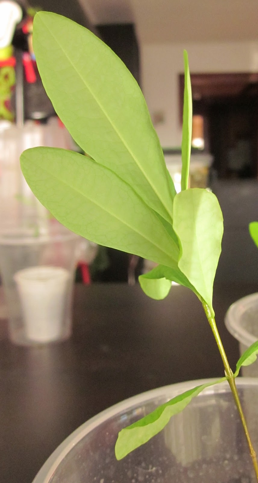 Coca seeds for sale (order) from Peru - BestCoca