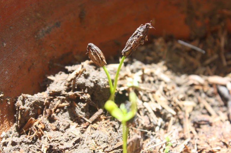 Where to Buy Authentic Peruvian Coca Seeds: A Complete Guide