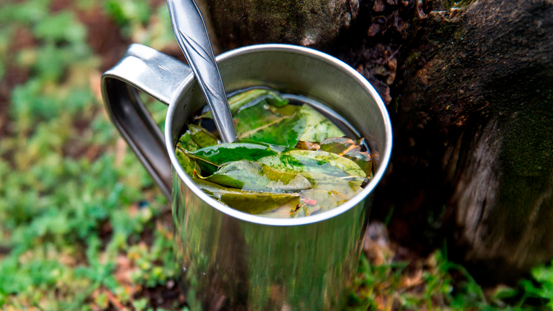 10 Surprising Health Benefits of Coca Tea for Altitude Sickness